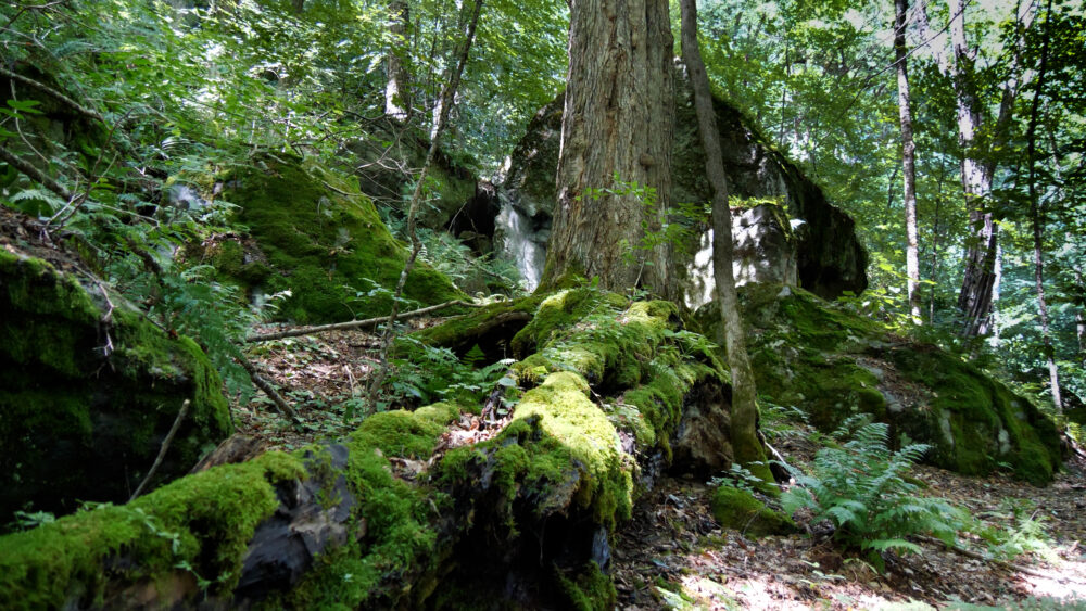 The Return of Old Growth Forests